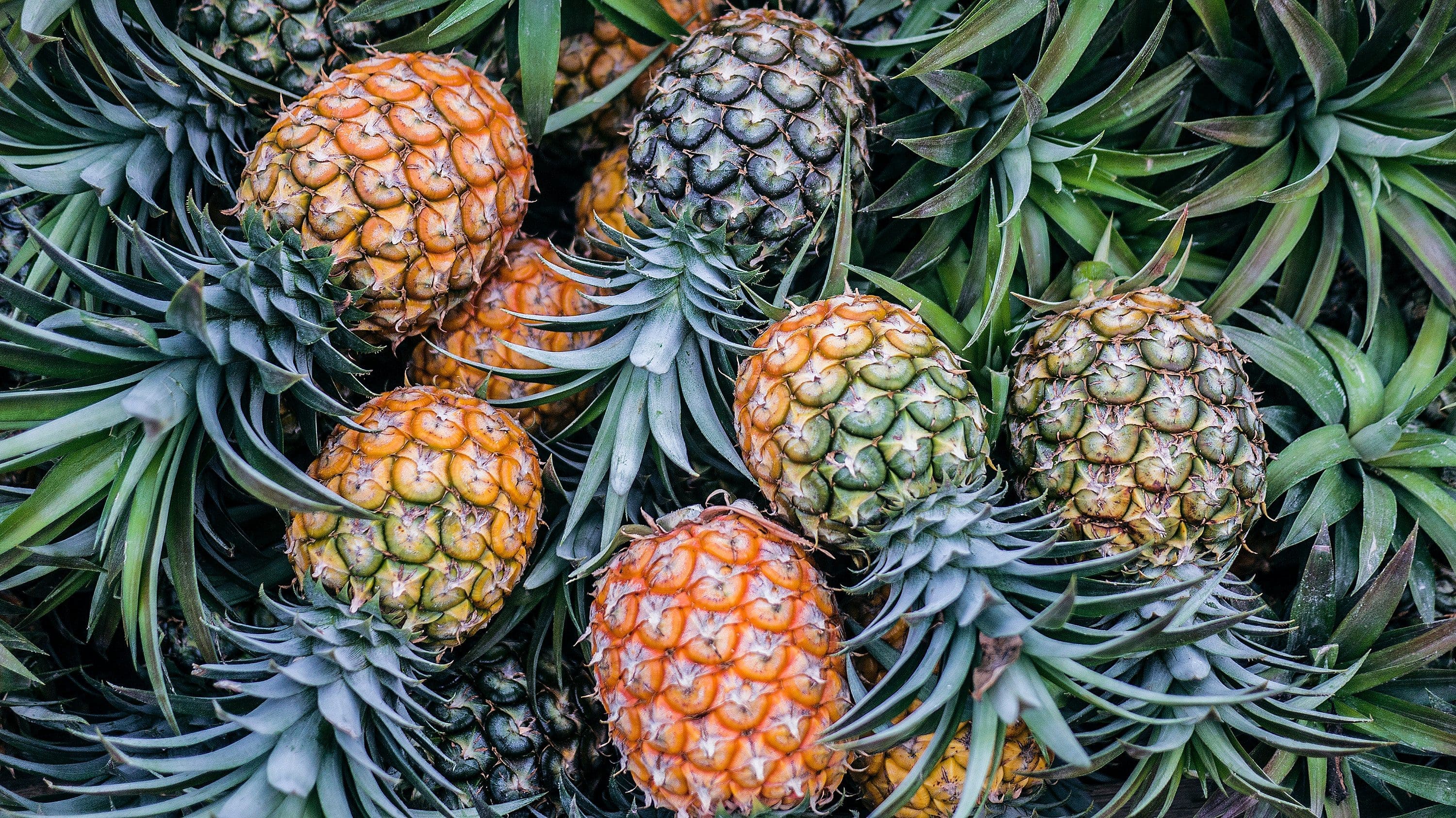 Piñatex, the new eco-fabric made from real pineapple | Prototype ...